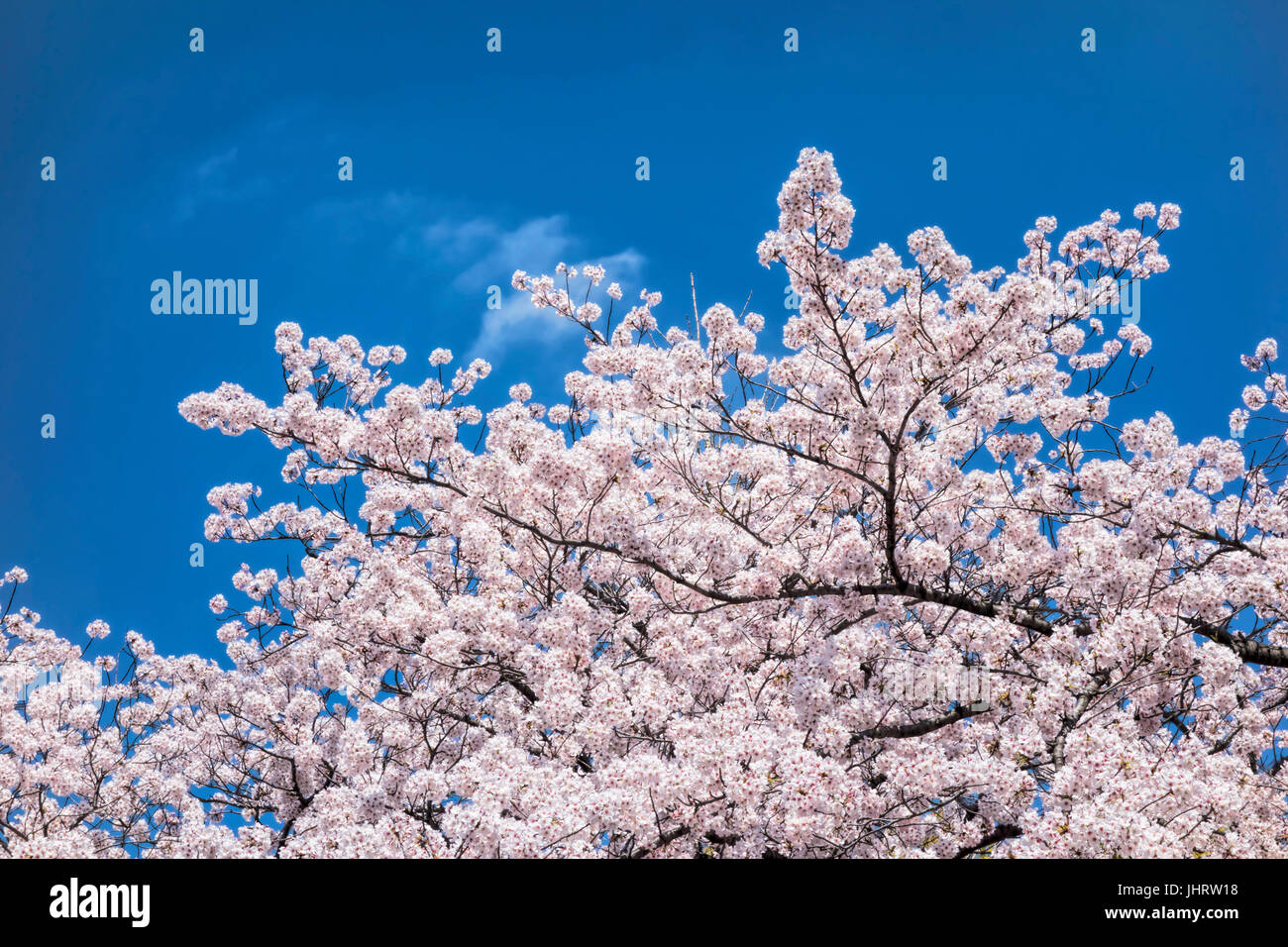 Japan sakura in spring hi-res stock photography and images - Alamy