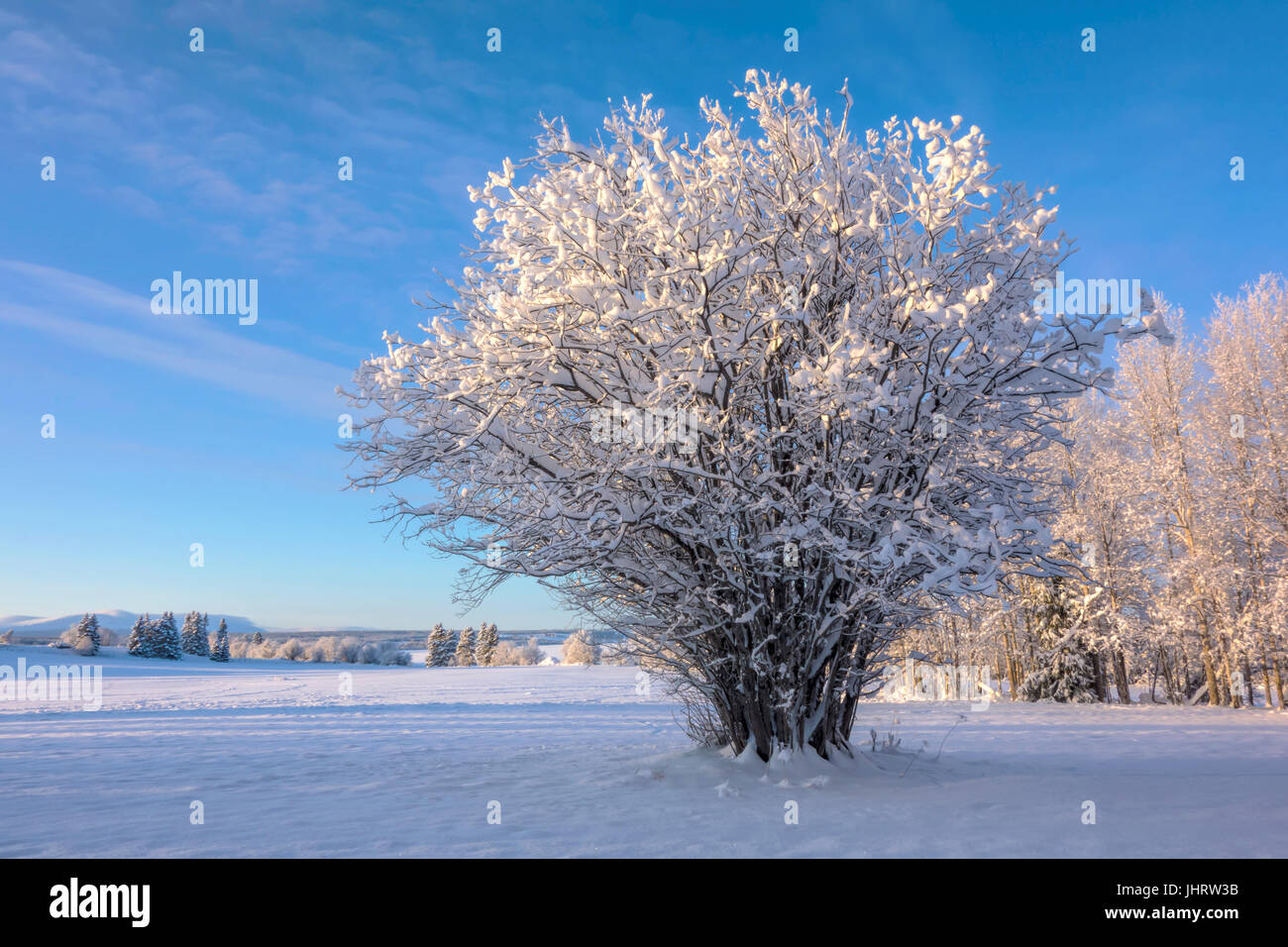 Winter landscape. Frost. Snow white Stock Photo - Alamy