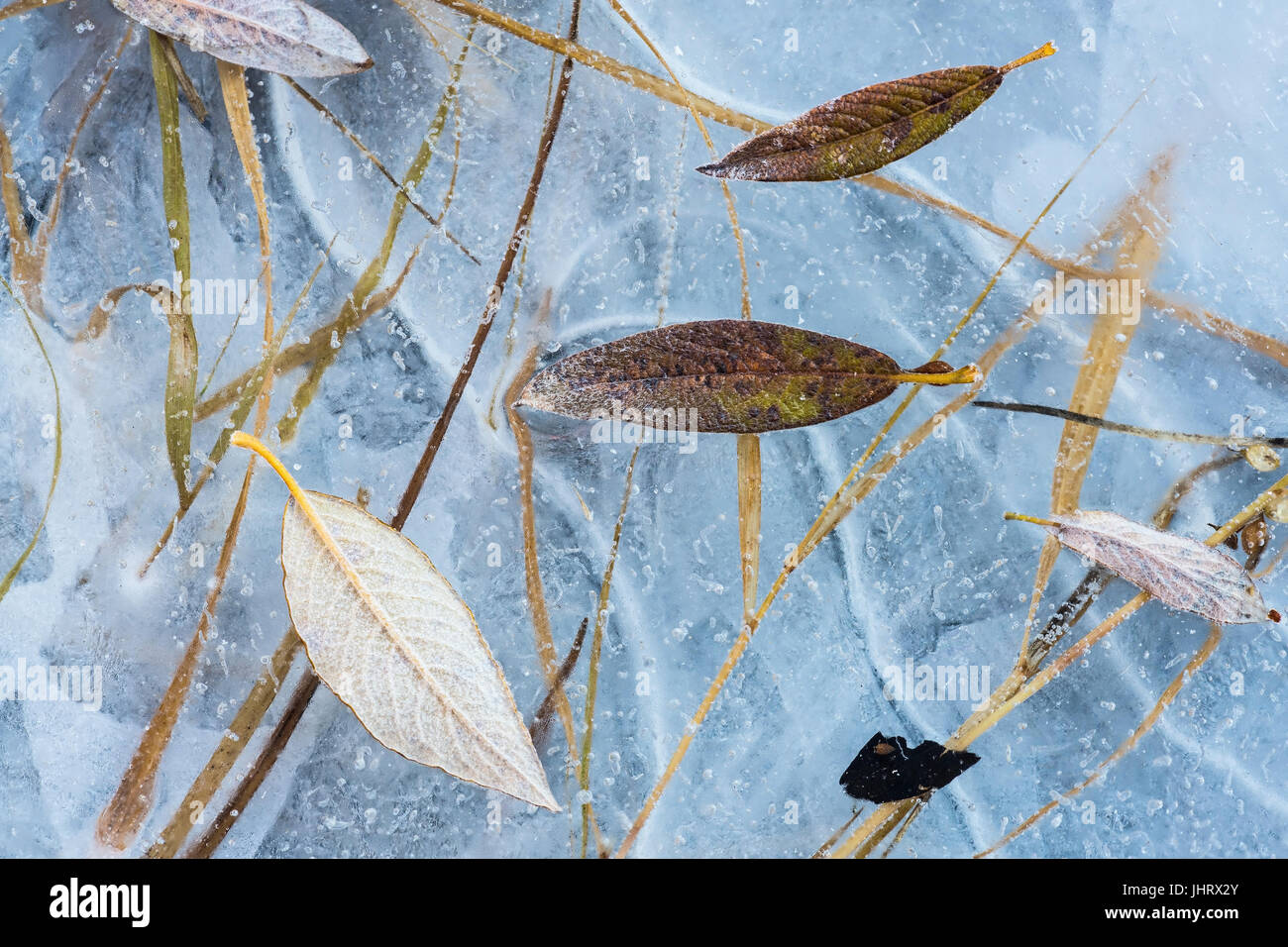 Stalks and sheets on ice, Norrbotten, Lapland, Sweden, October , Halme ...