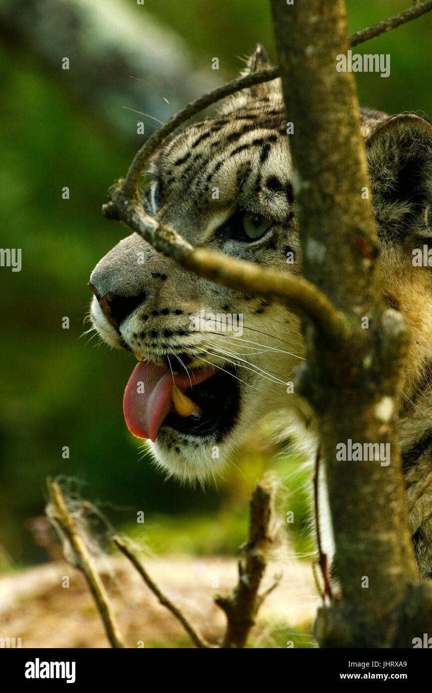The very shy & rare Snow Leopard Stock Photo - Alamy