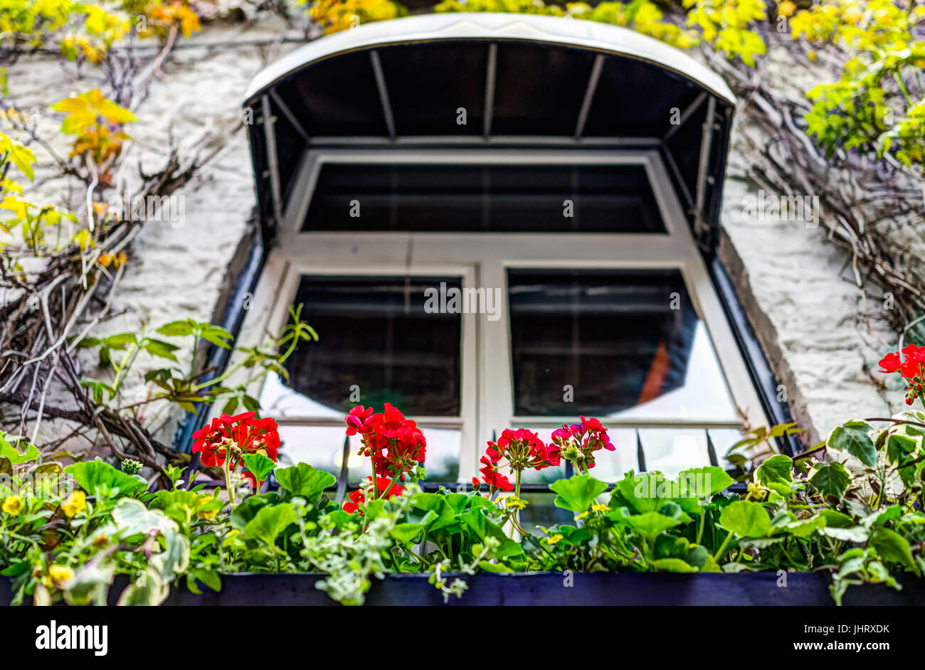 Red geranium flowers closeup on european window sill outside with green ...
