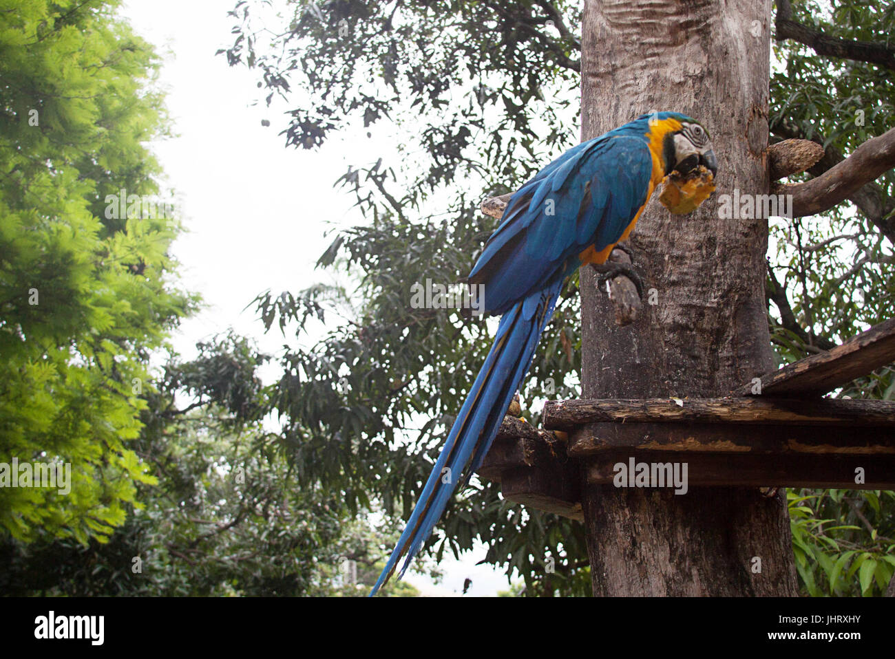 Parrots of venezuela hi-res stock photography and images - Alamy