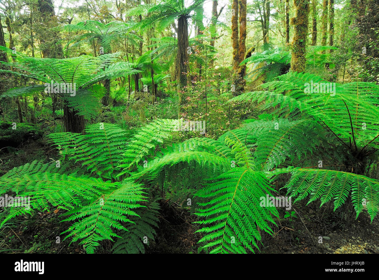 "Rain forest, Oparara River, Oparara Basin, Kahurangi national park ...