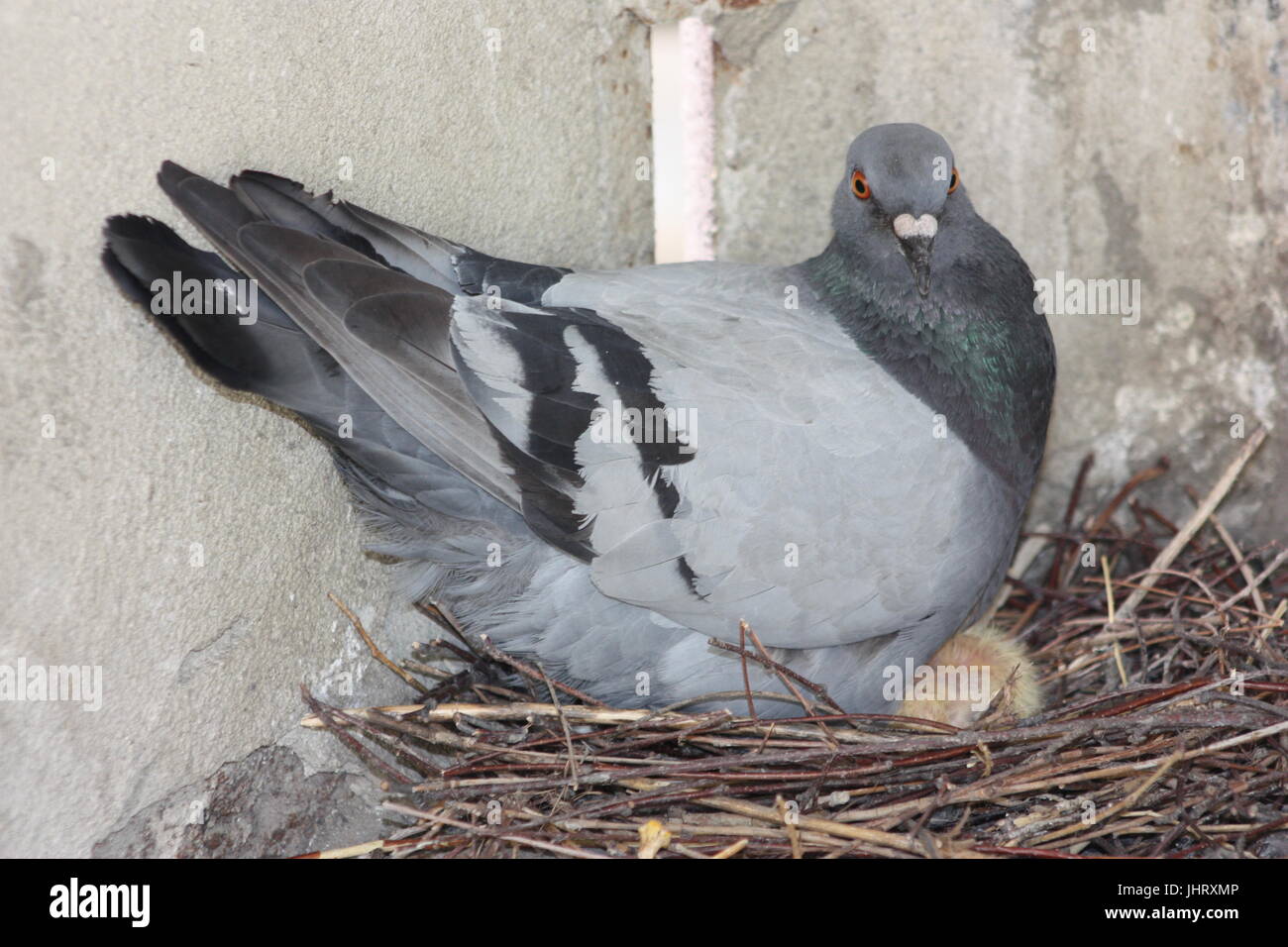 Chicks of the pigeon. Two pieces. In a nest of branches. Pigeon is ...