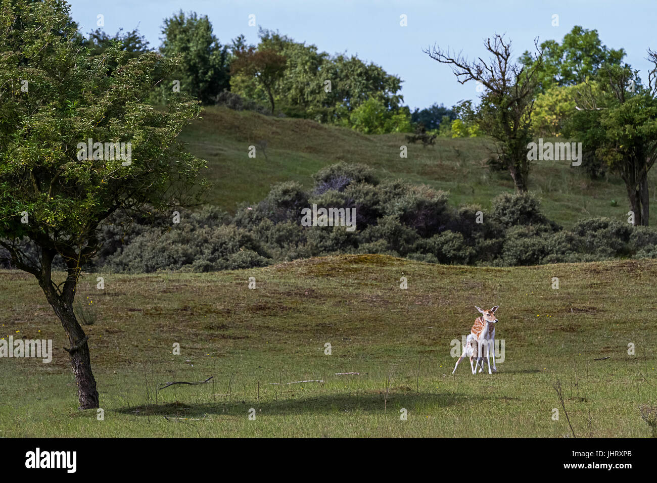 In the Netherlands in AWD there is a fallow deer with small fallow deer ...
