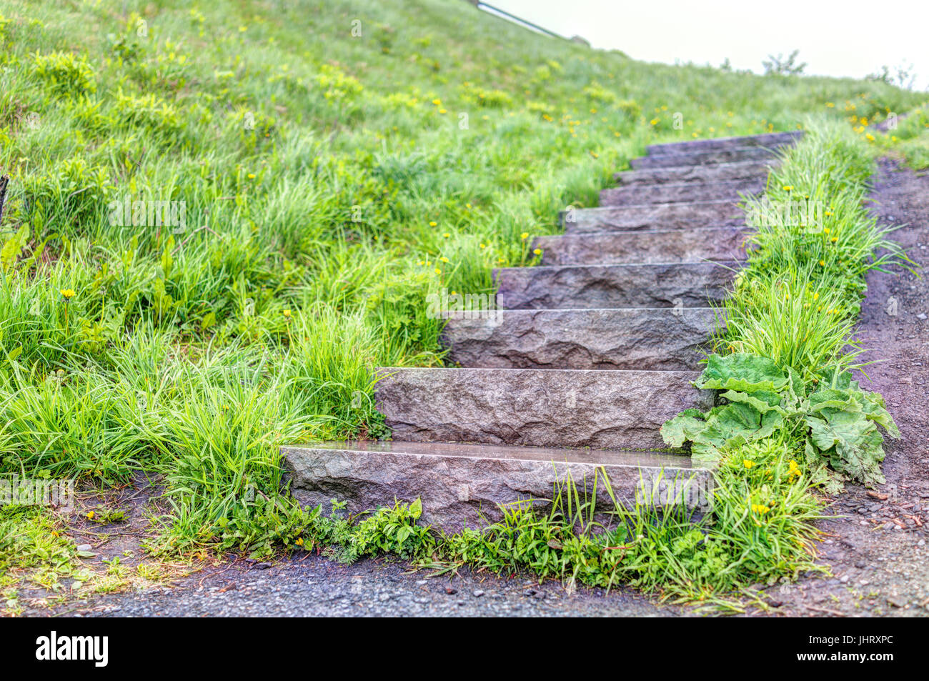 Closeup of wet stone steps looking up in green grass park during summer ...