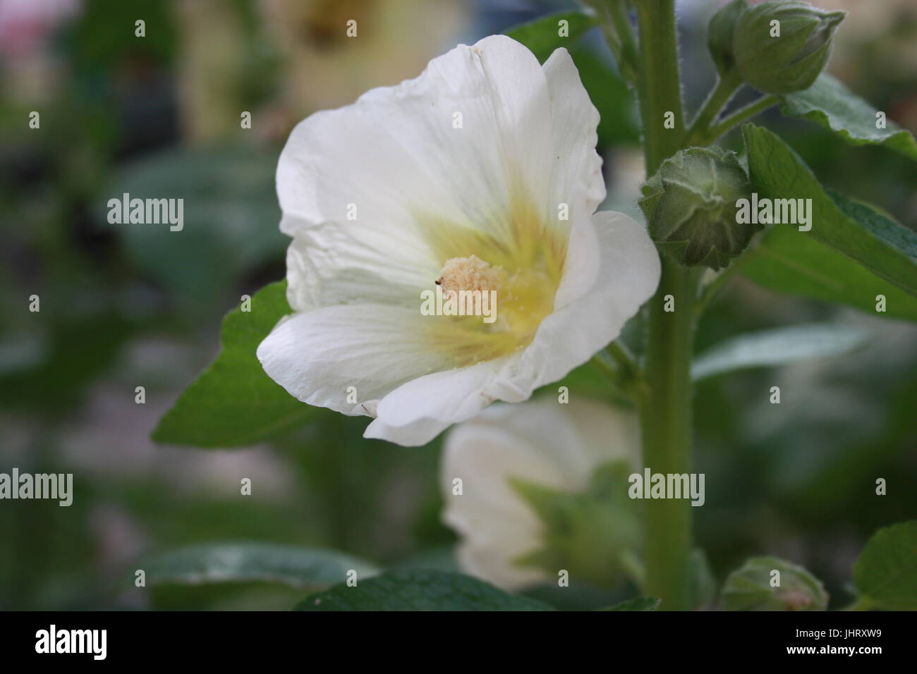 White bud open flower on nature background. Photo for your design Stock ...