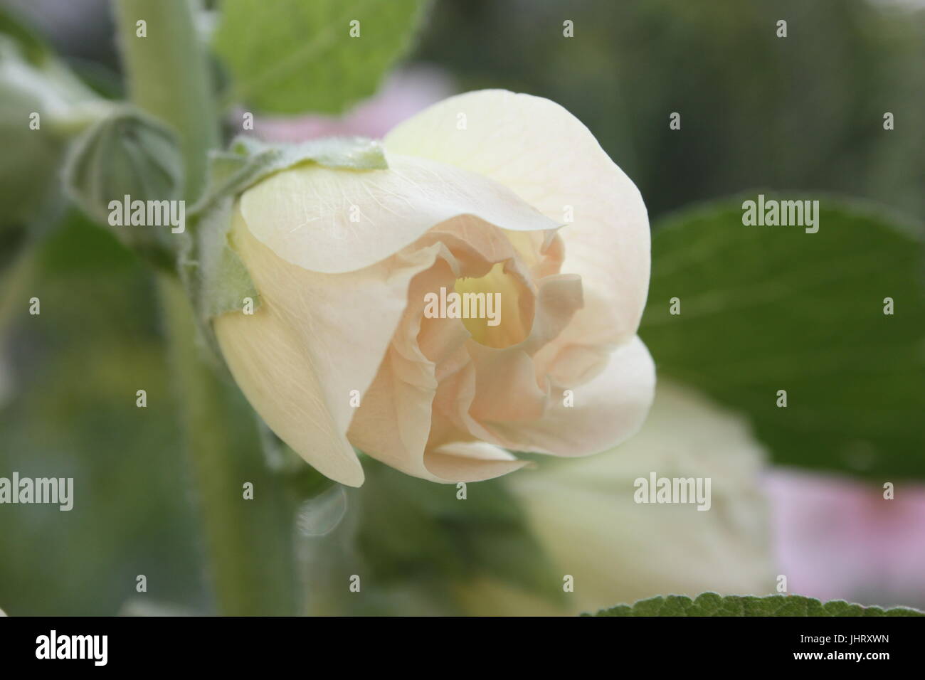 White flower bud on nature background. Photo for your design Stock ...