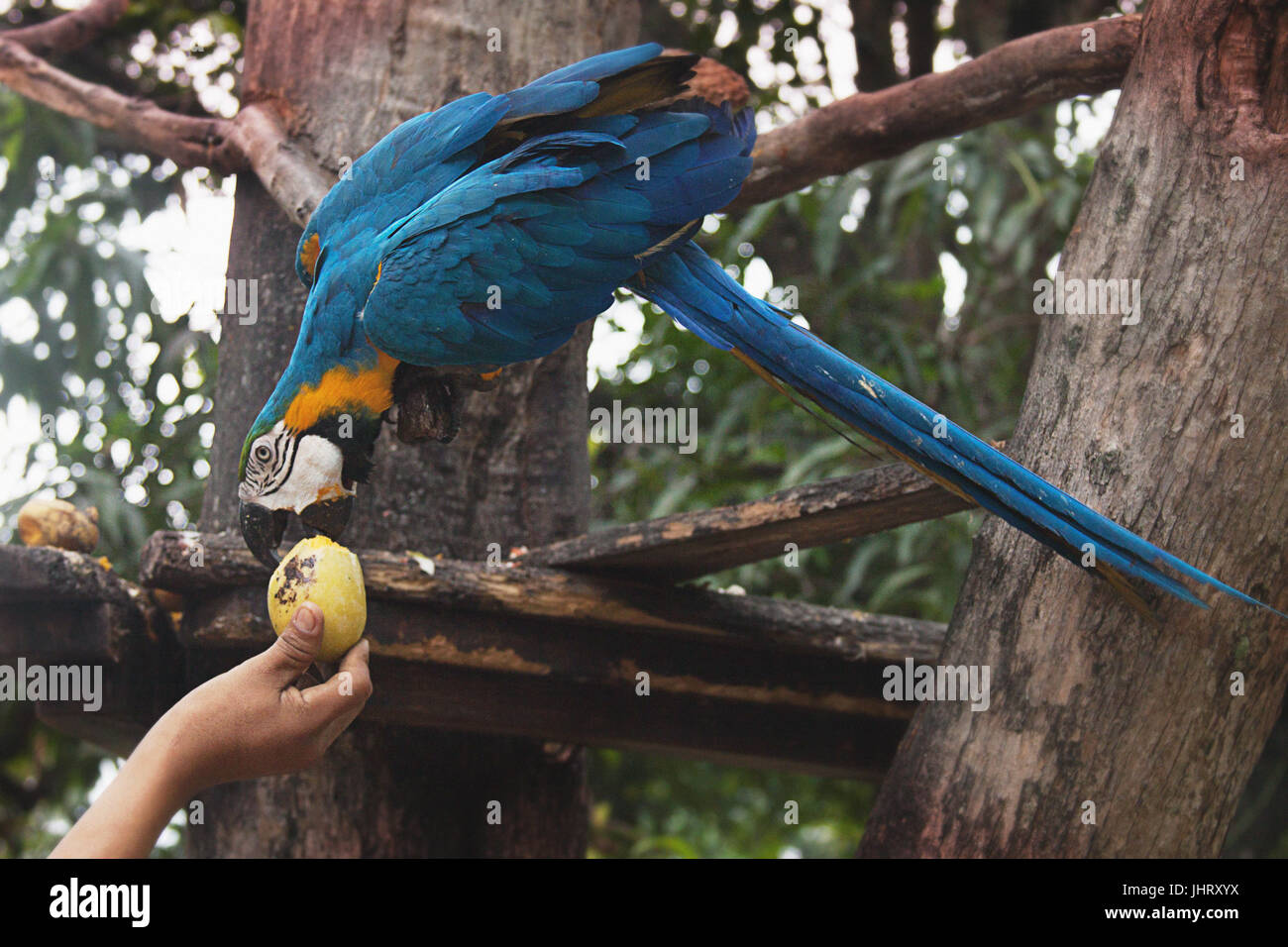 Parrot eating mango hi-res stock photography and images - Alamy
