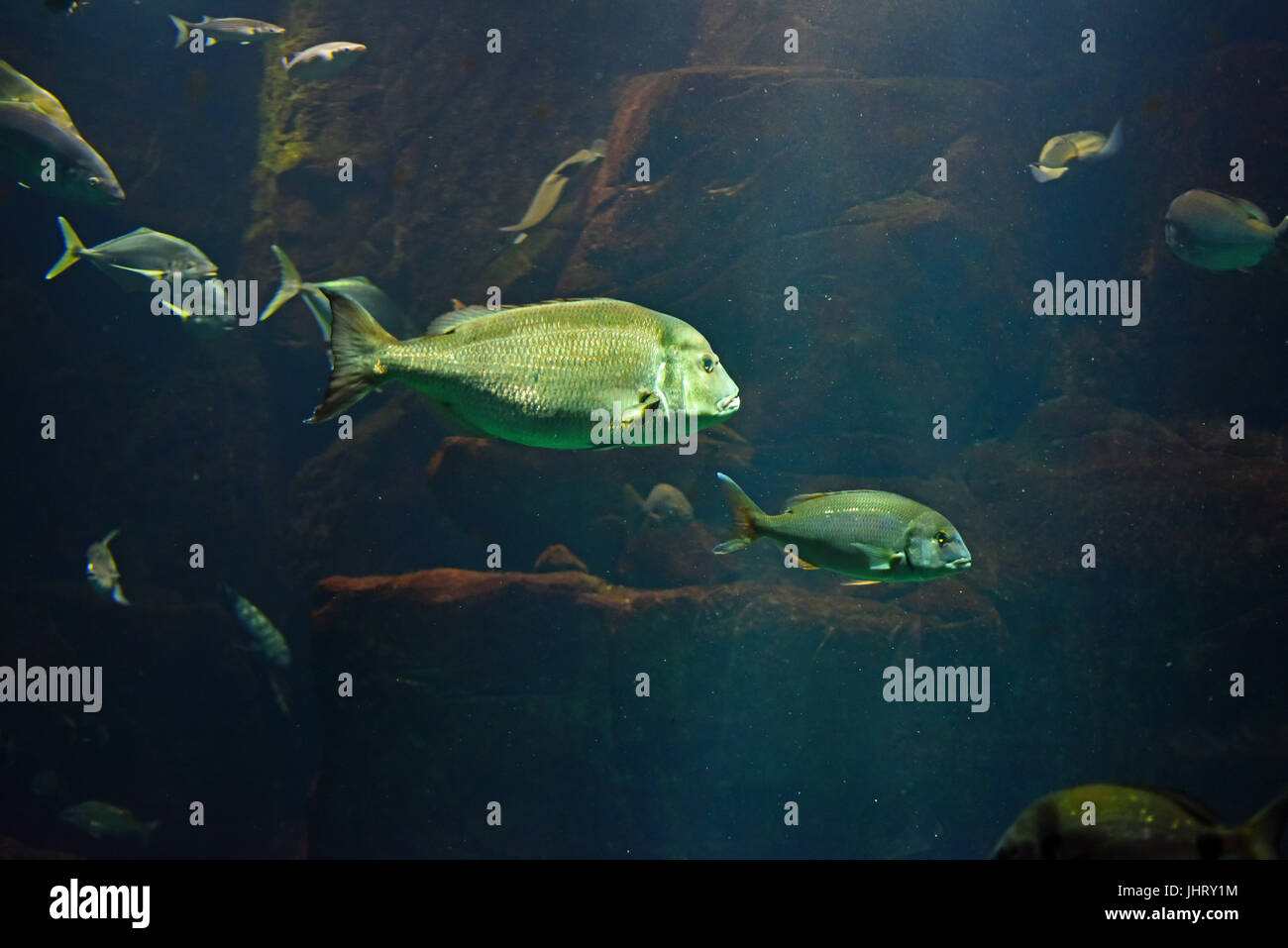 Big Madeira's aquarium with a lot of fish in it Stock Photo - Alamy