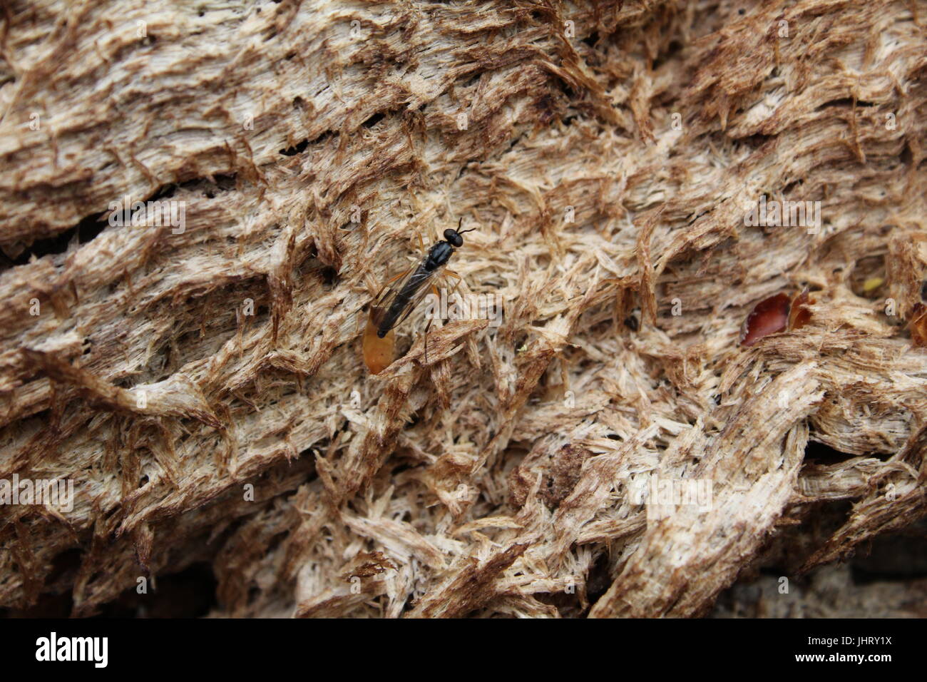 This is a bug on a dead tree Stock Photo - Alamy