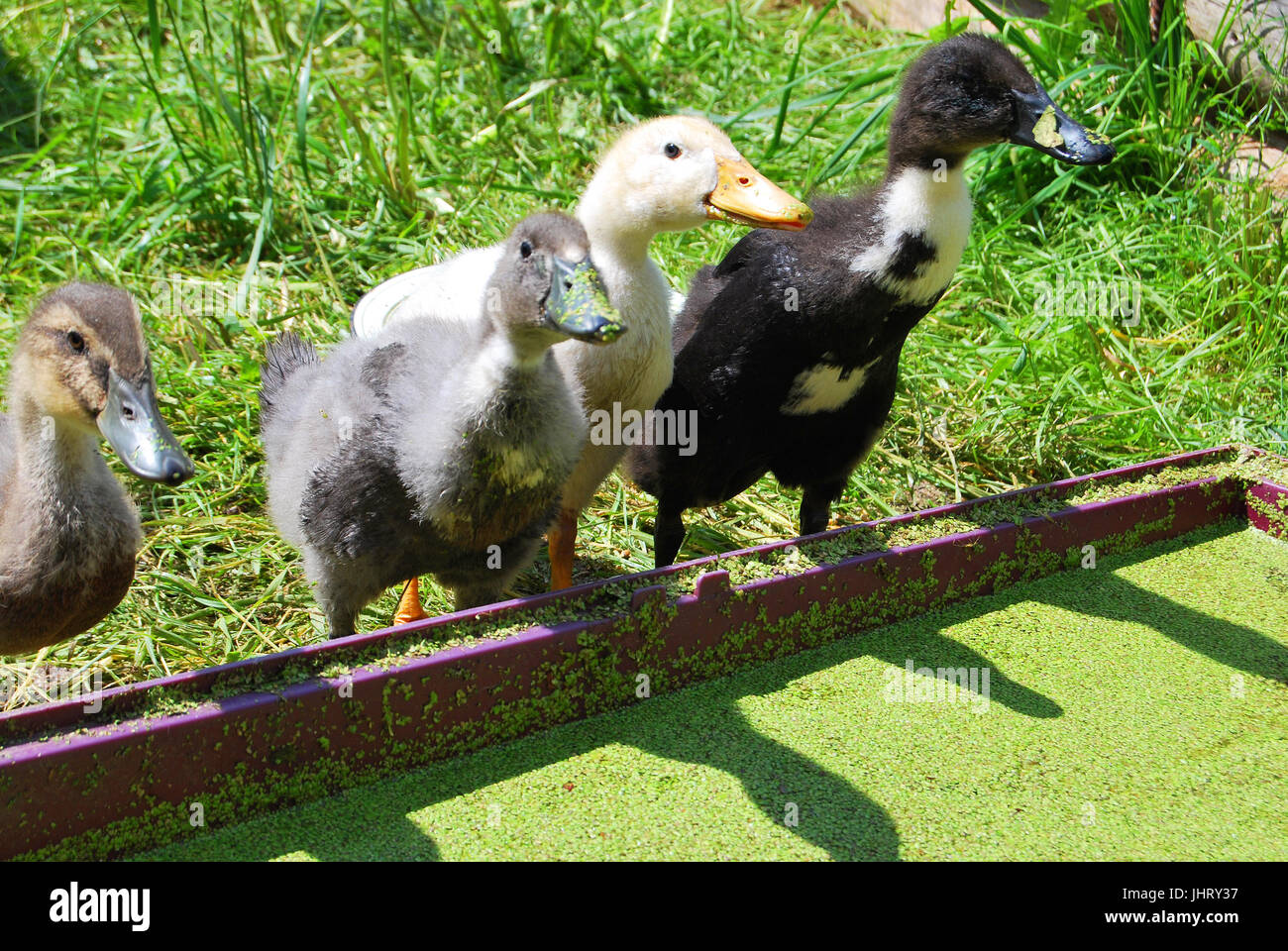 Ducks homemade drink from the trough with water Stock Photo - Alamy