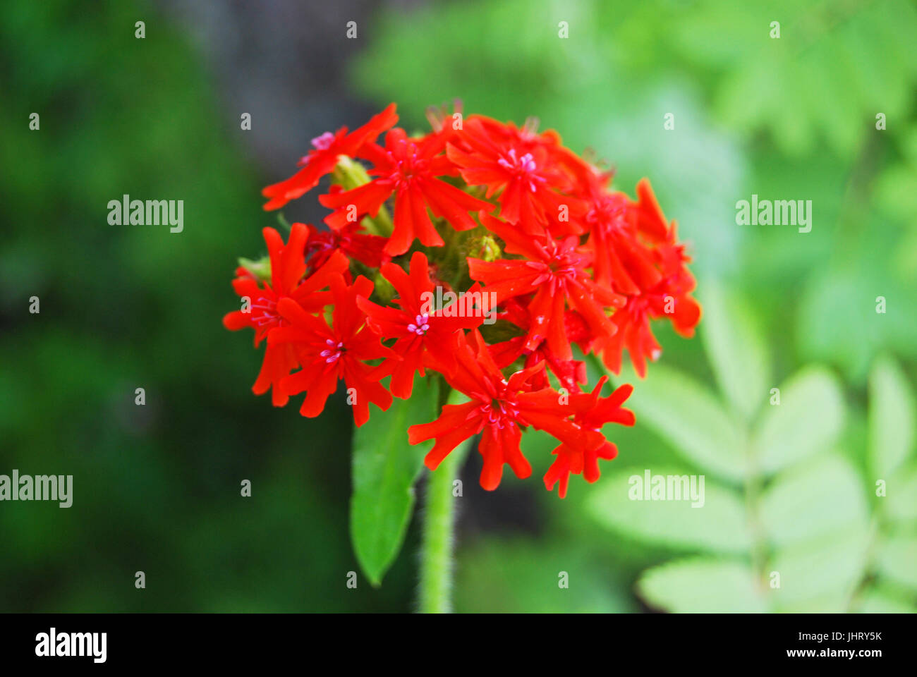 Clove family hi-res stock photography and images - Alamy