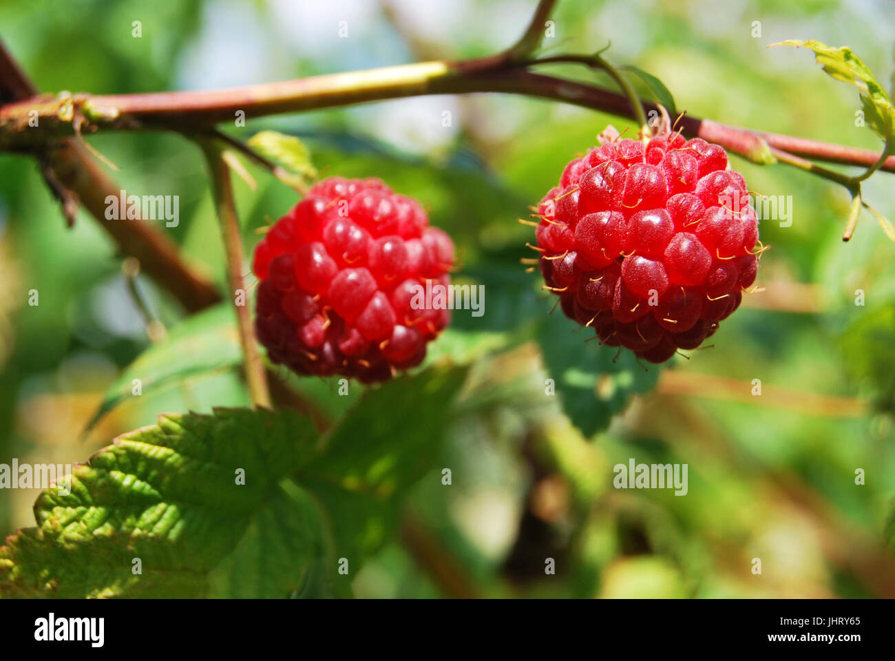 Raspberry, two red berries grow on a bush Stock Photo - Alamy