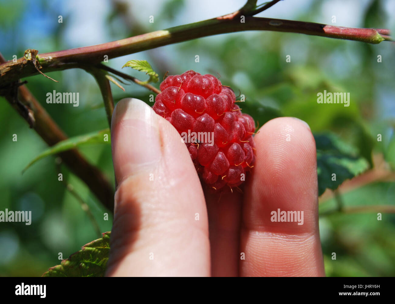 Raspberry ripe red rip off the bush Stock Photo - Alamy