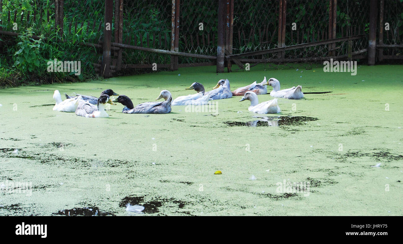 Domestic ducks swim in a pond overgrown with duckweed Stock Photo - Alamy