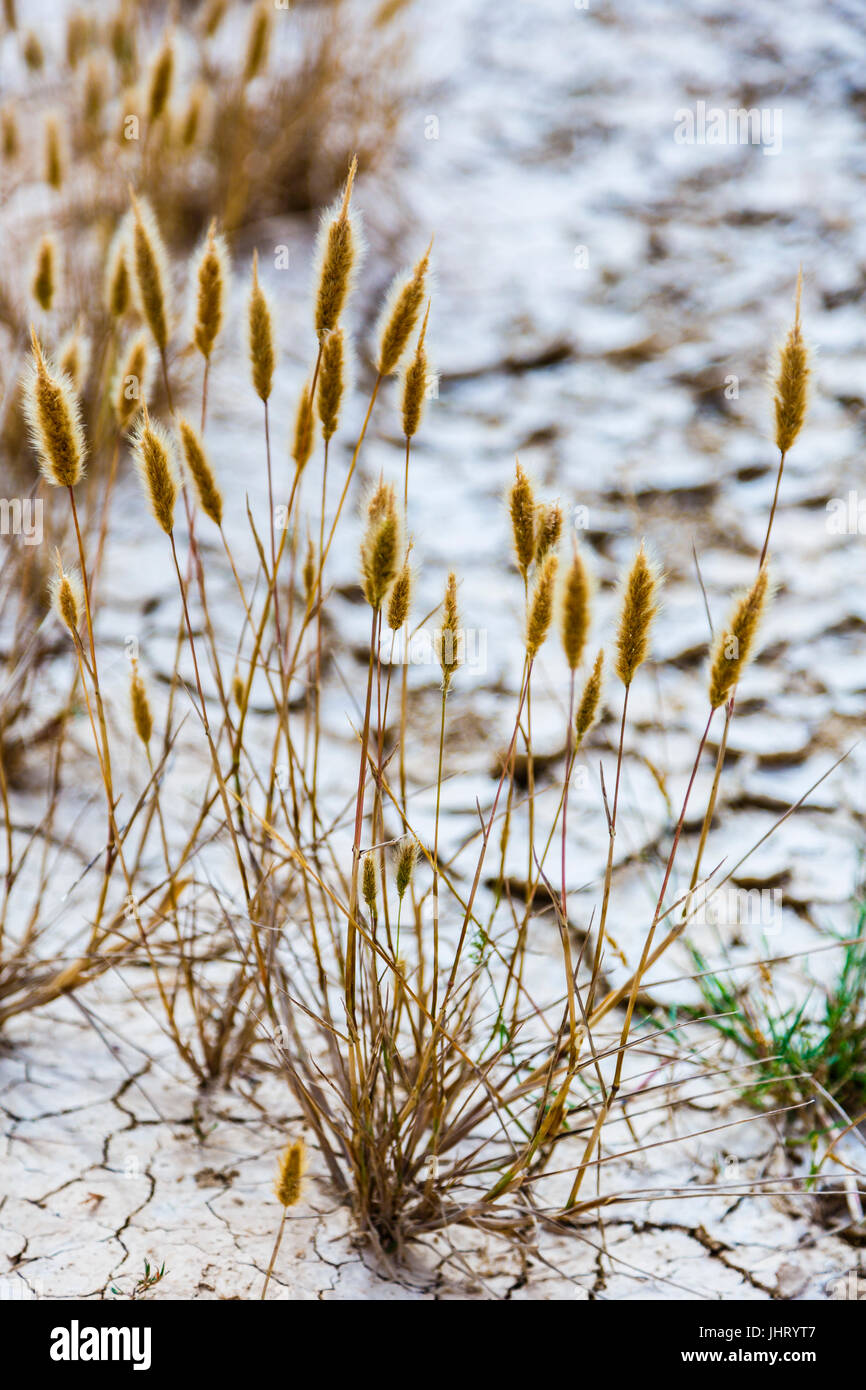 Semi Dry Grass High Resolution Stock Photography and Images - Alamy