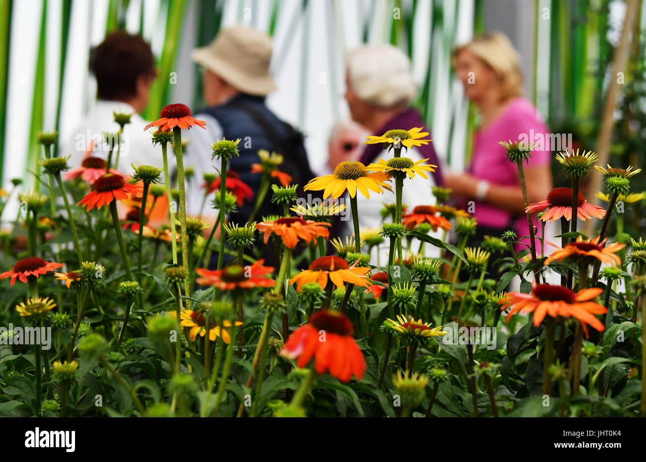 Visitors walk through the flower hall where also daisies can be seen at ...
