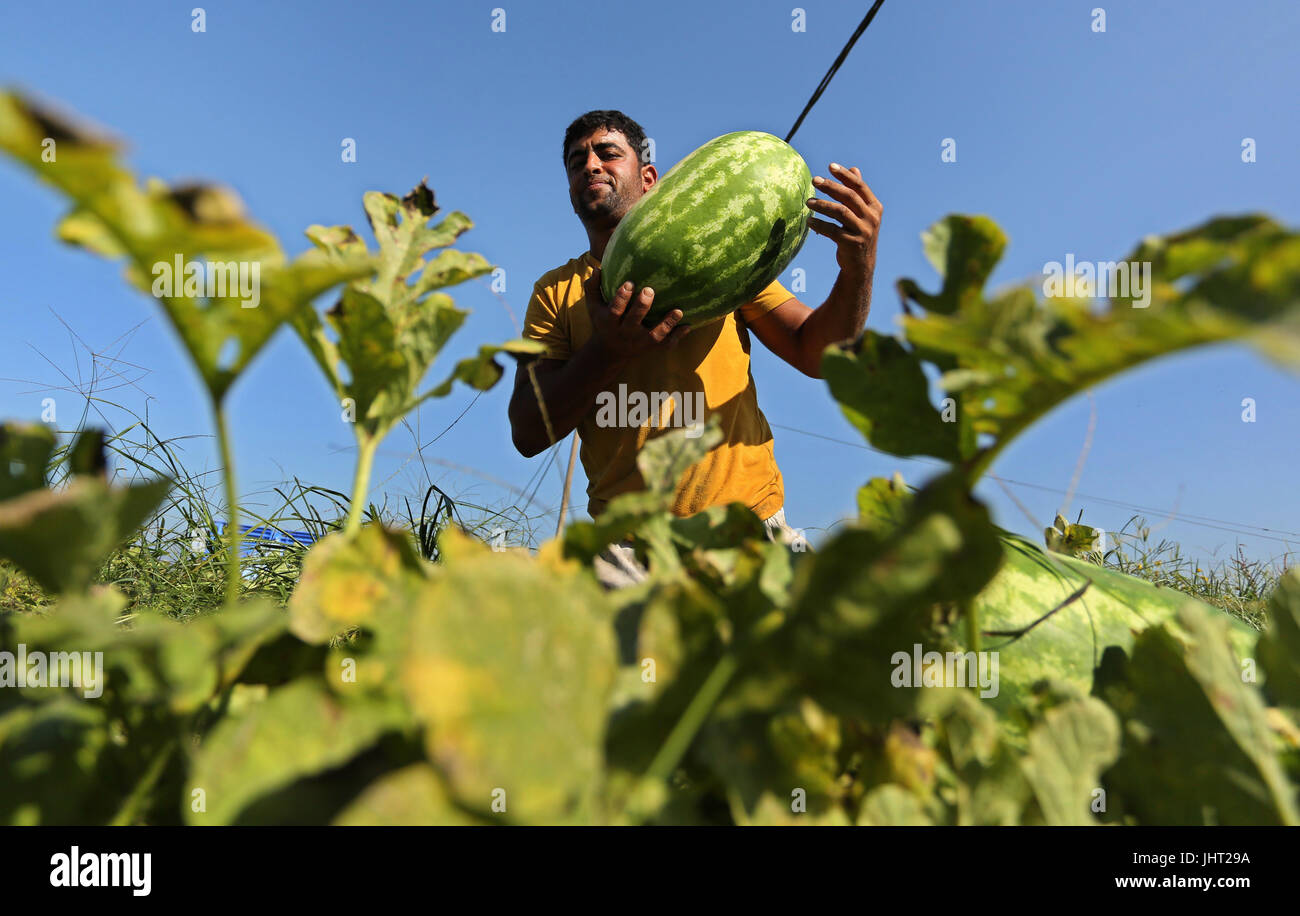 Beit Lahiya, Gaza Strip. 15th July, 2017. Palestinian farmers collect ...