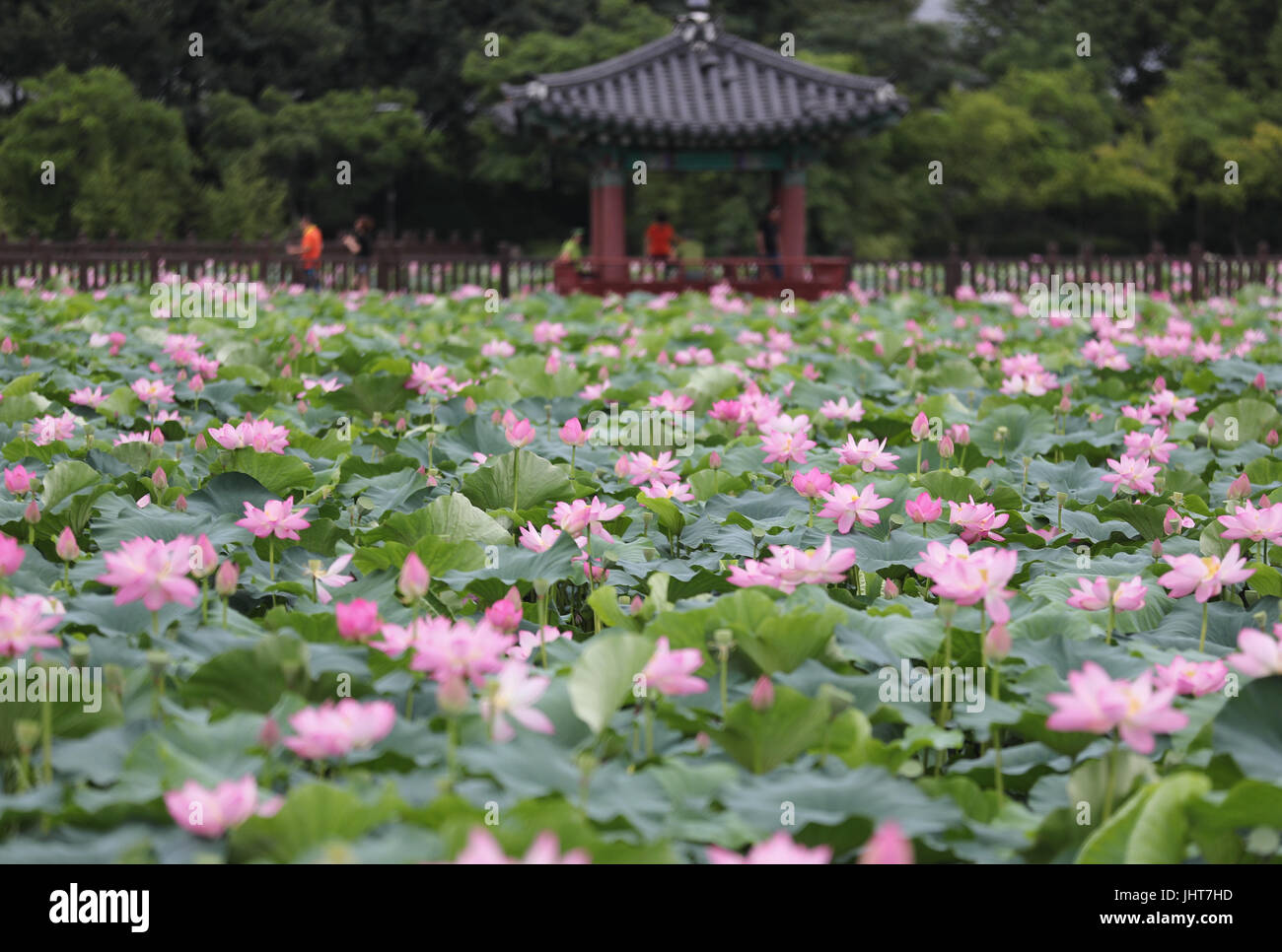 Lotus flower festival Citizens look at lotus flowers in full bloom at a ...