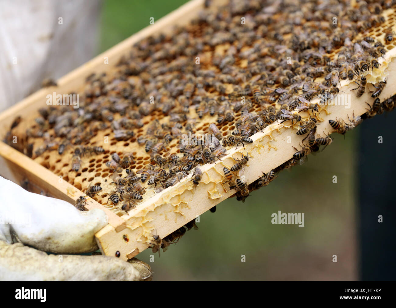 Duesseldorf, Germany. 23rd June, 2017. Hobby beekeeper Alfred Luchten ...