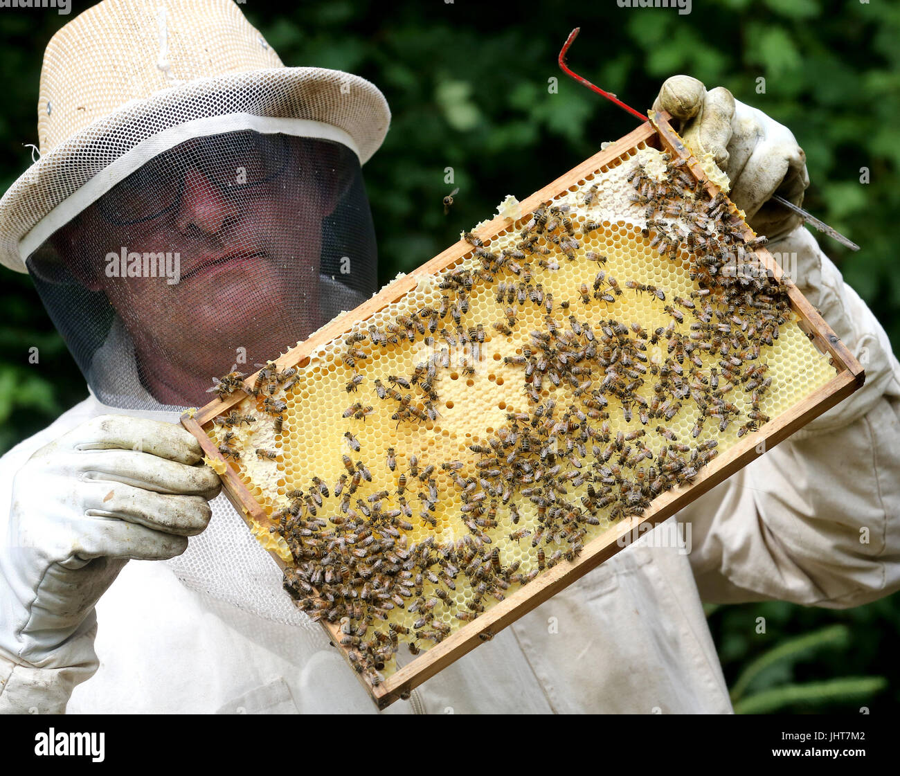 Duesseldorf, Germany. 23rd June, 2017. Hobby beekeeper Alfred Luchten ...