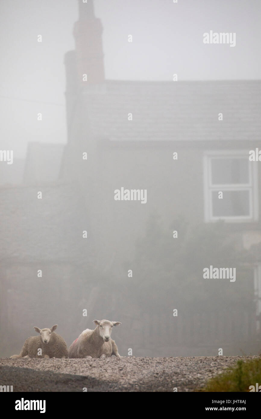 Sheep sitting down hi-res stock photography and images - Alamy
