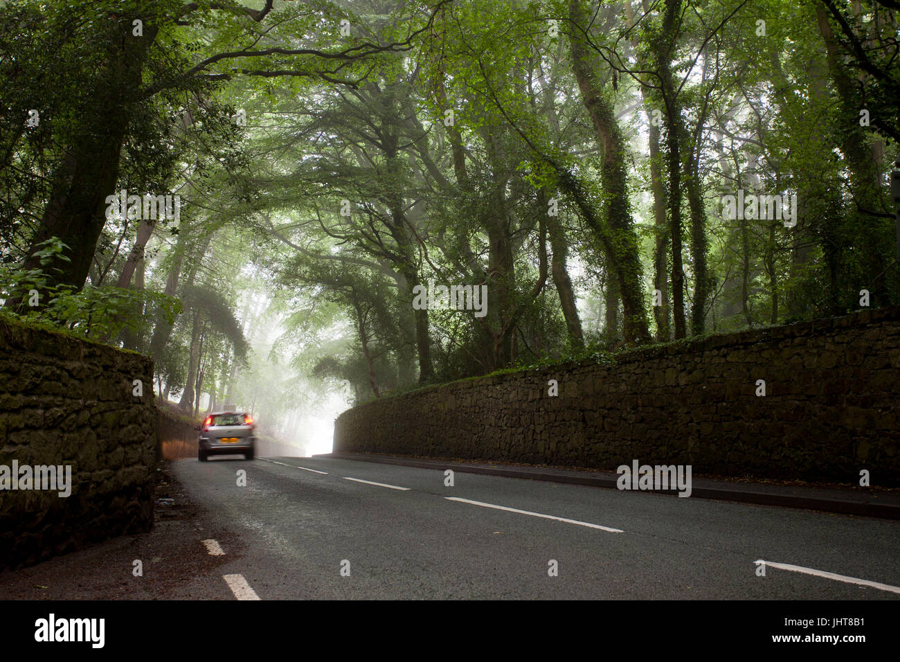 Vehicle driving along a misty covered lane with ominous trees covering ...