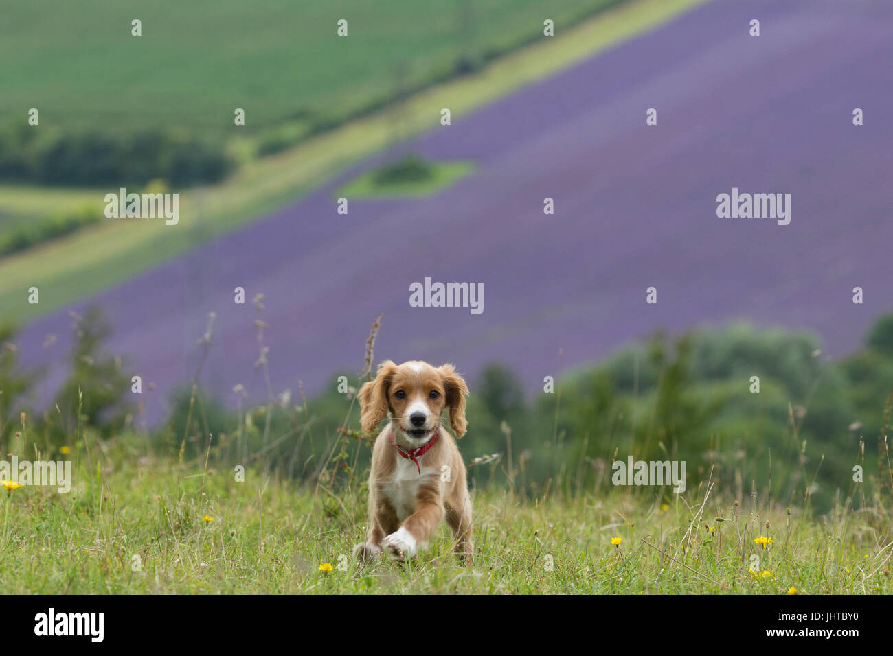 12 week old puppy hi-res stock photography and images - Alamy