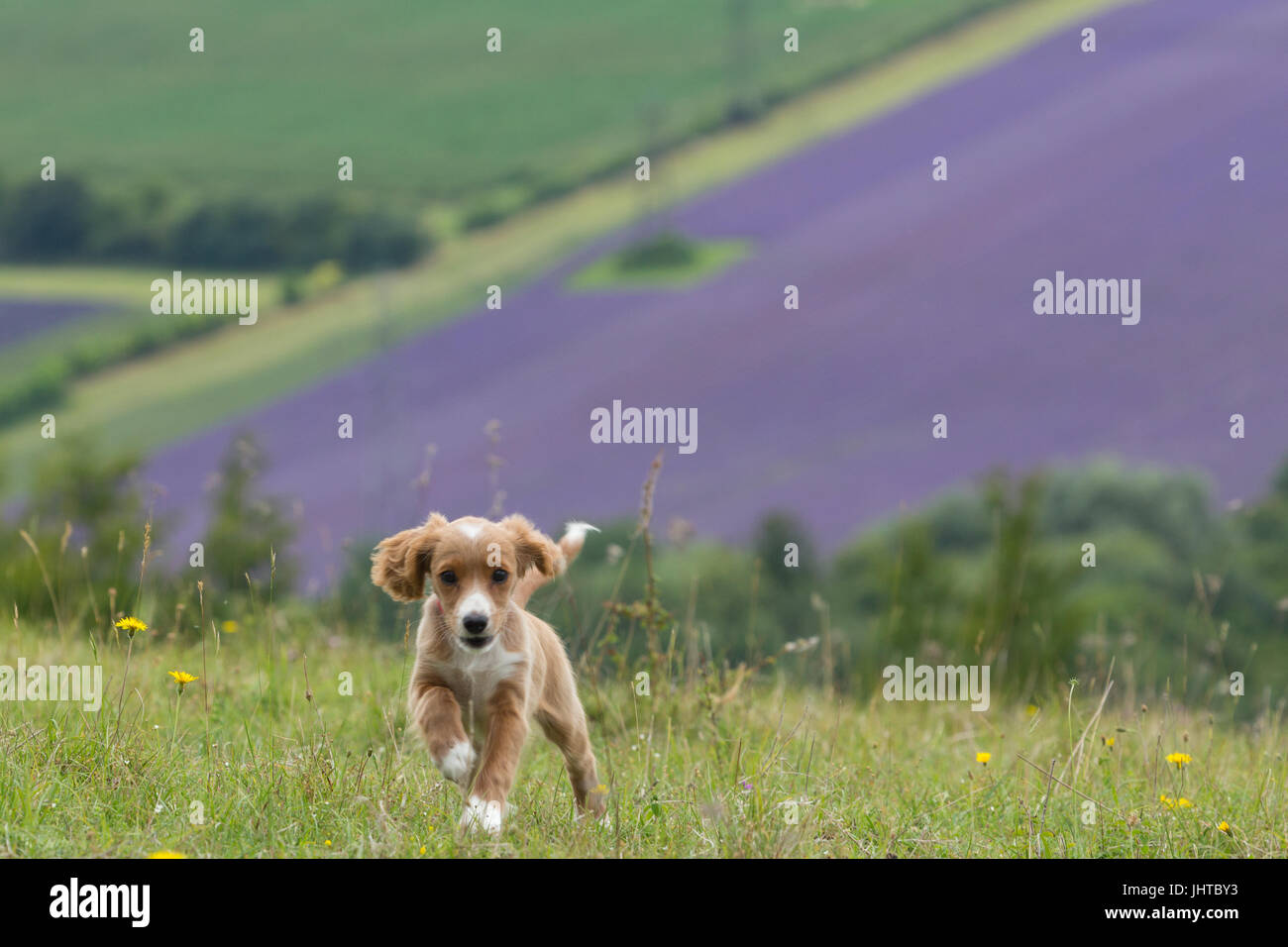 12 week old hi-res stock photography and images - Alamy