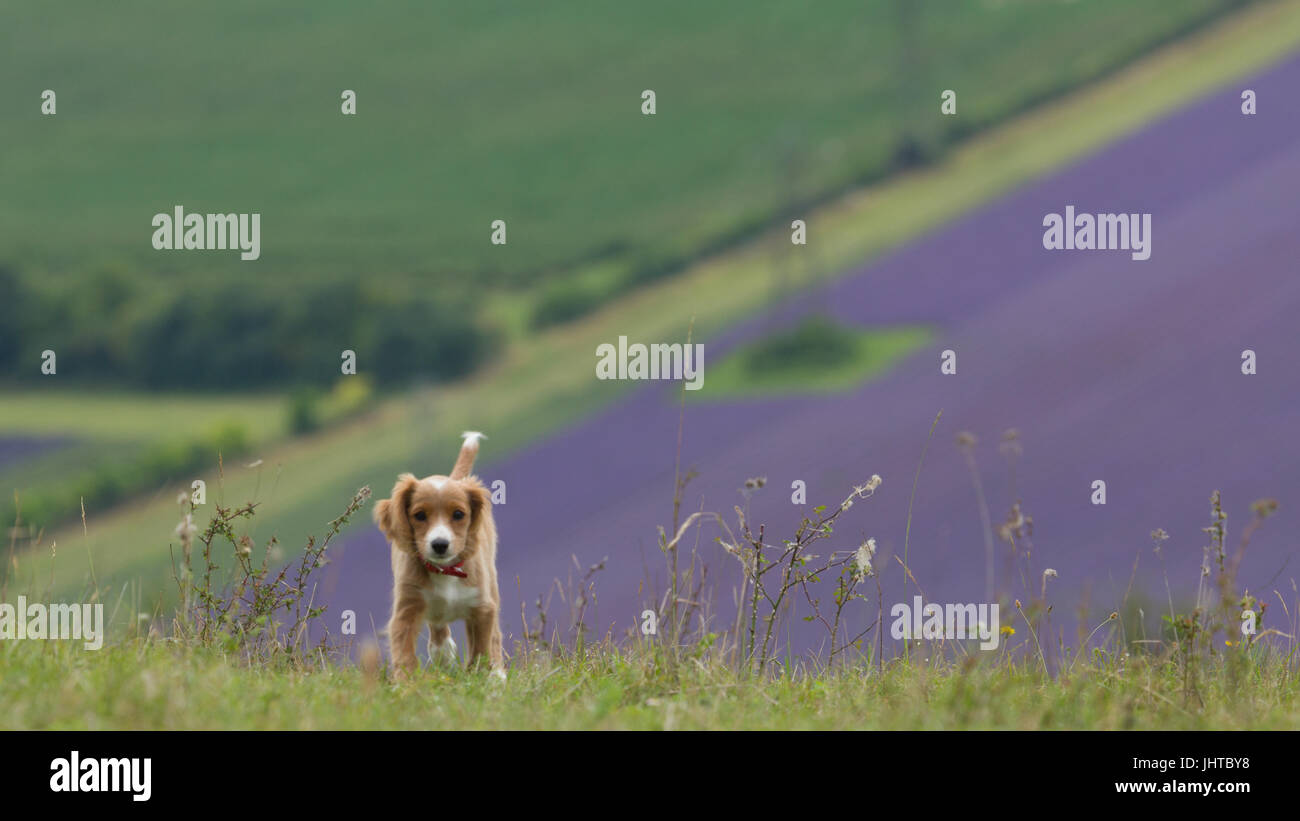 Eynsford, Kent, United Kingdom. 16th July, 2017. Pip the 12 week old ...