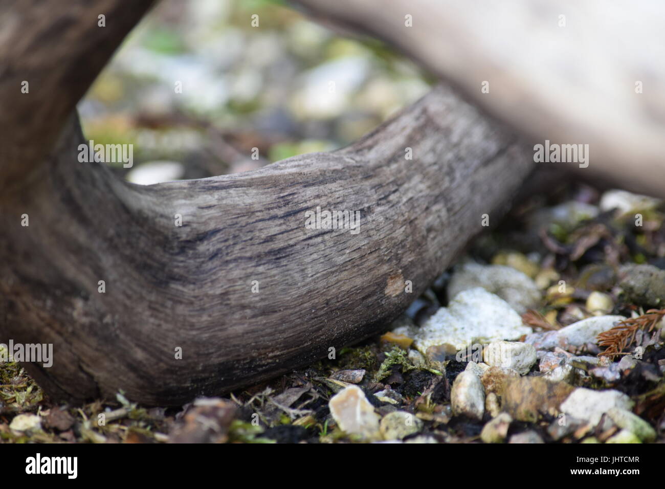 Dry old stick Stock Photo - Alamy