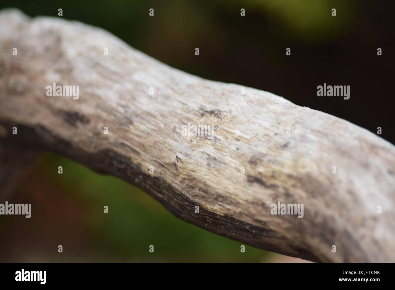 Dry old stick Stock Photo - Alamy