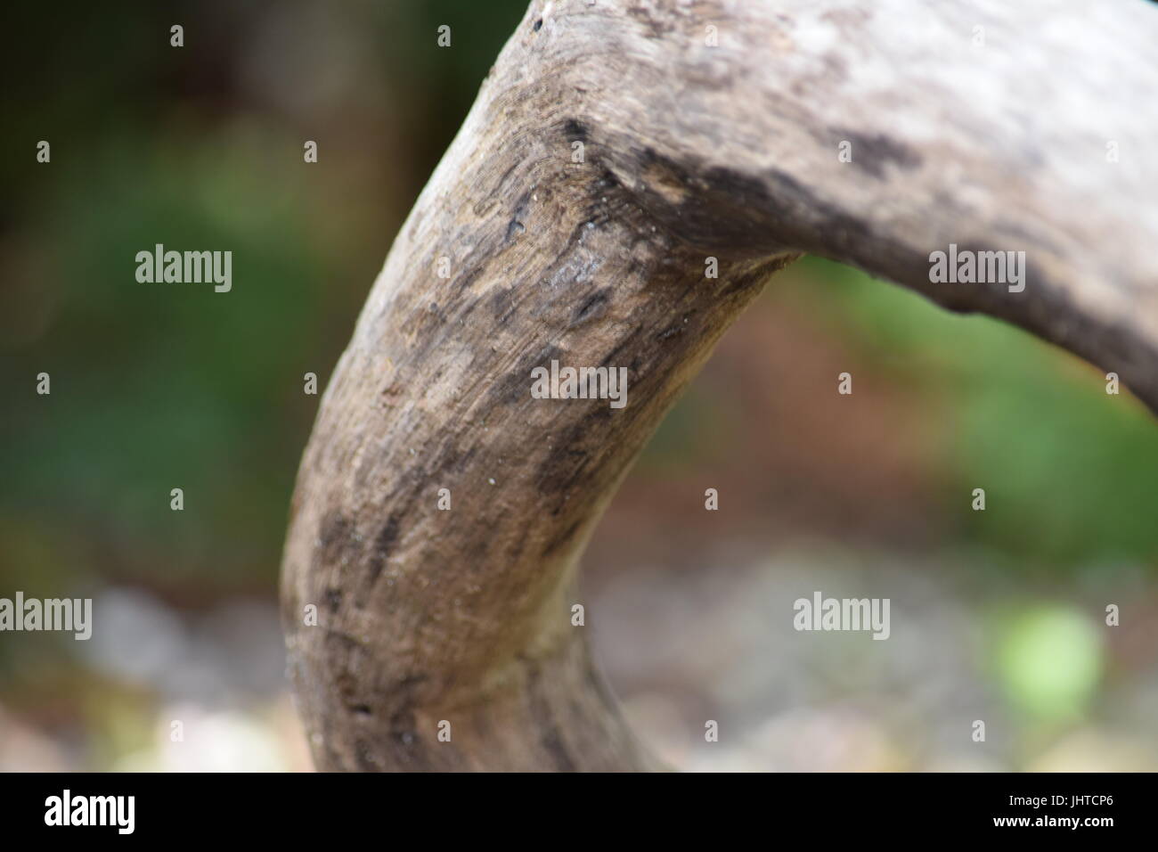 Dry old stick Stock Photo - Alamy