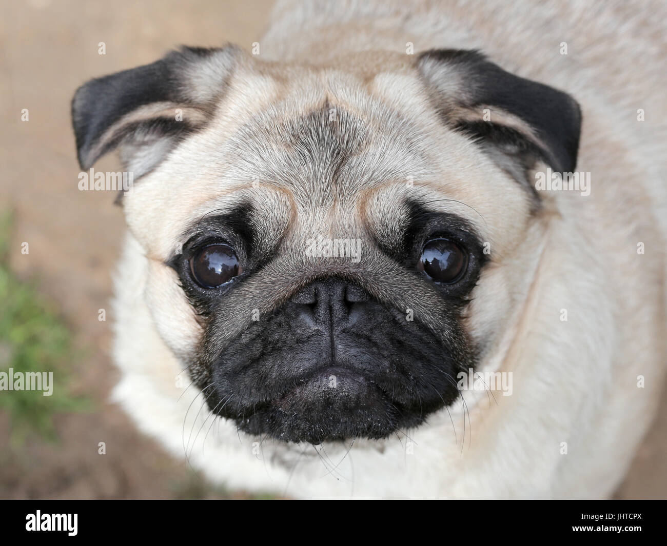 Molossian hi-res stock photography and images - Alamy