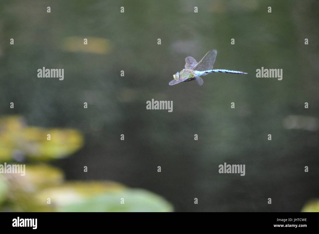 Dragonfly river uk hi-res stock photography and images - Alamy