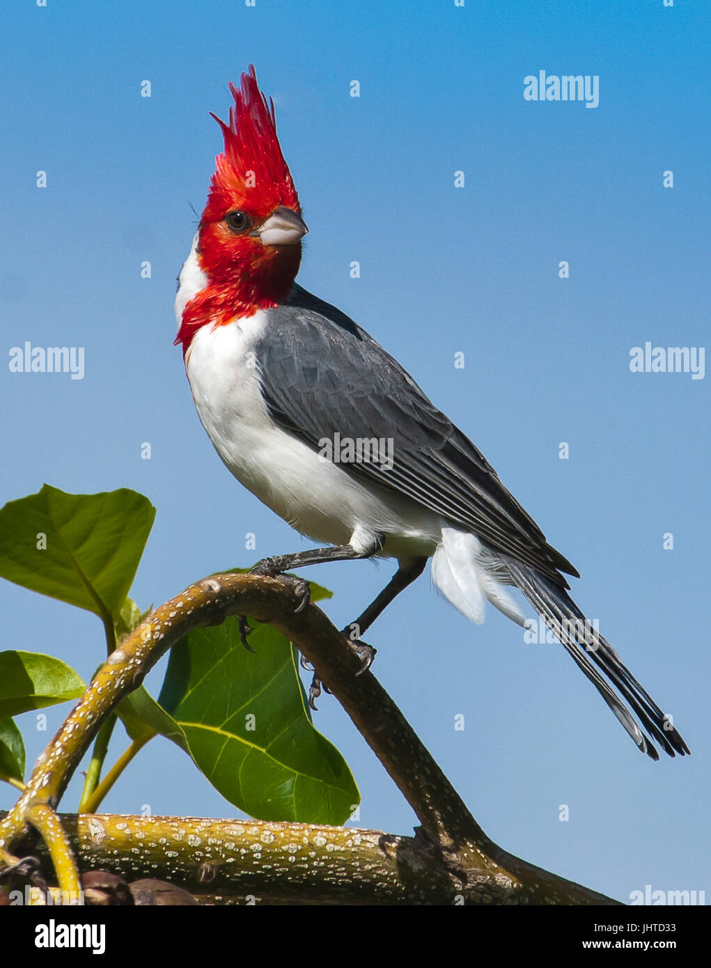 Portrait red crested cardinal hi-res stock photography and images - Alamy