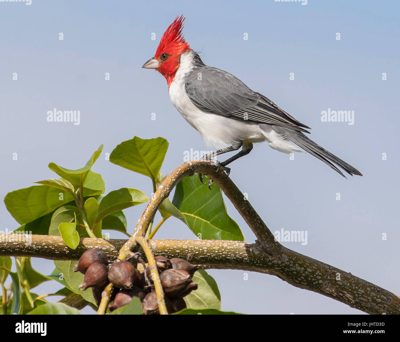Red crested cardinal hi-res stock photography and images - Alamy