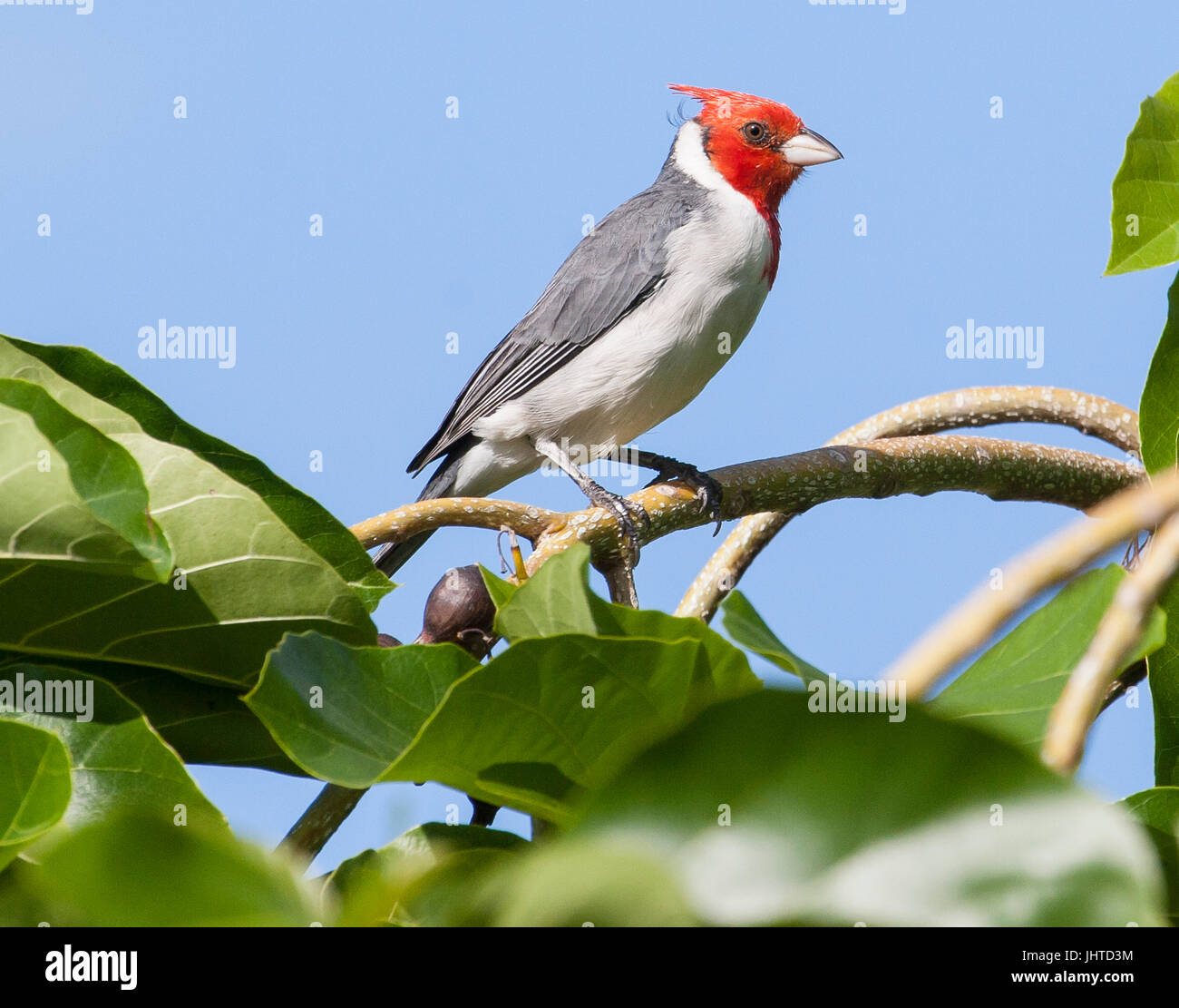 Red crested cardinal hi-res stock photography and images - Alamy