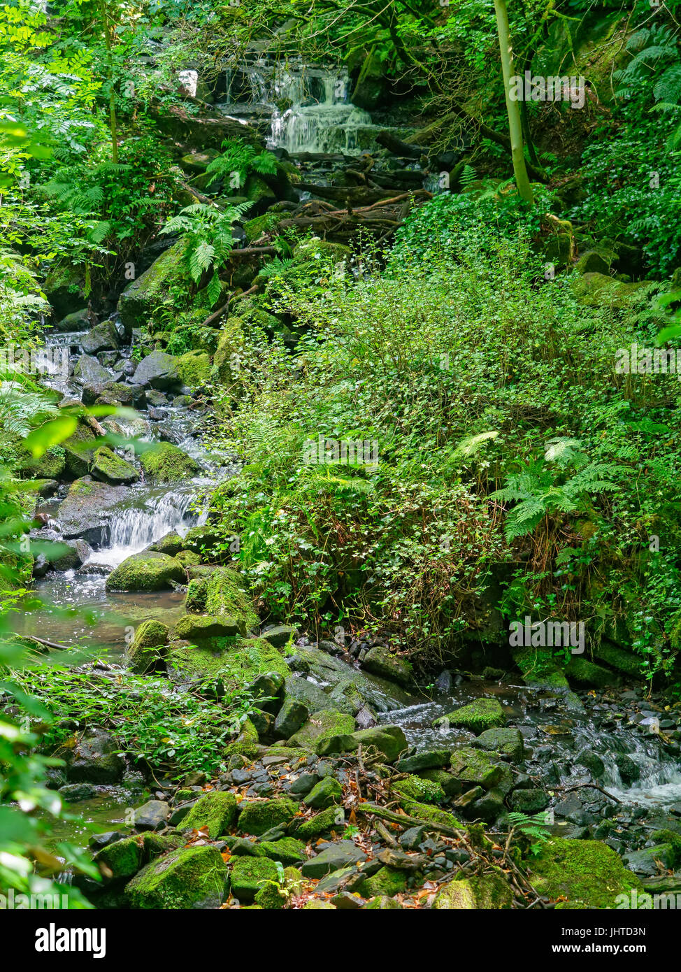 A woodland brook passes over small waterfalls as it winds its way ...
