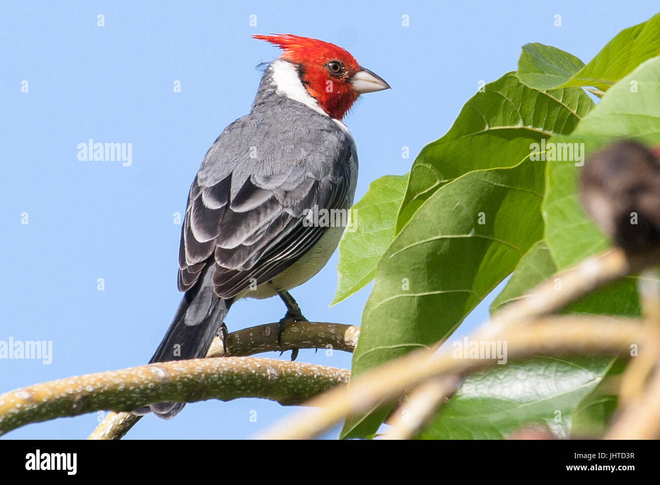 Red crested cardinal hi-res stock photography and images - Alamy