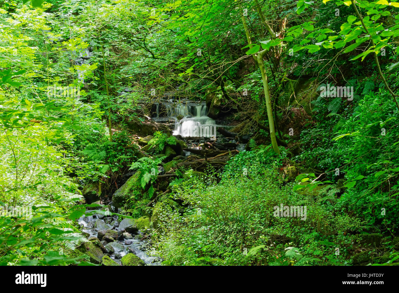 A small brook littered with rocks tumbles over small waterfalls as it ...