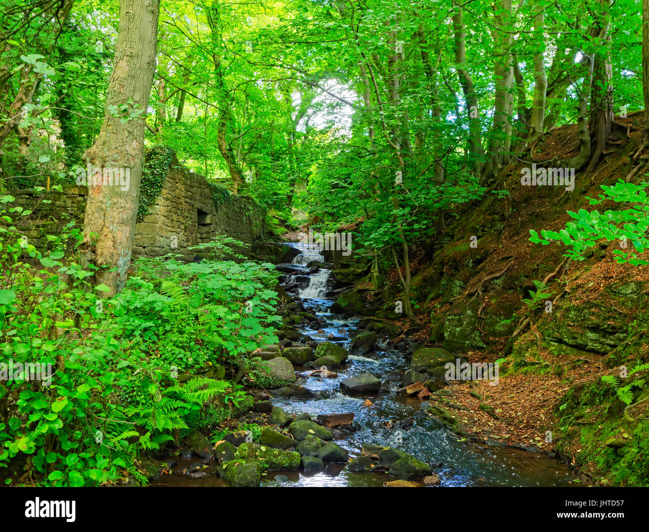 A woodland brook, cluttered with rocks flows between a high steep ...