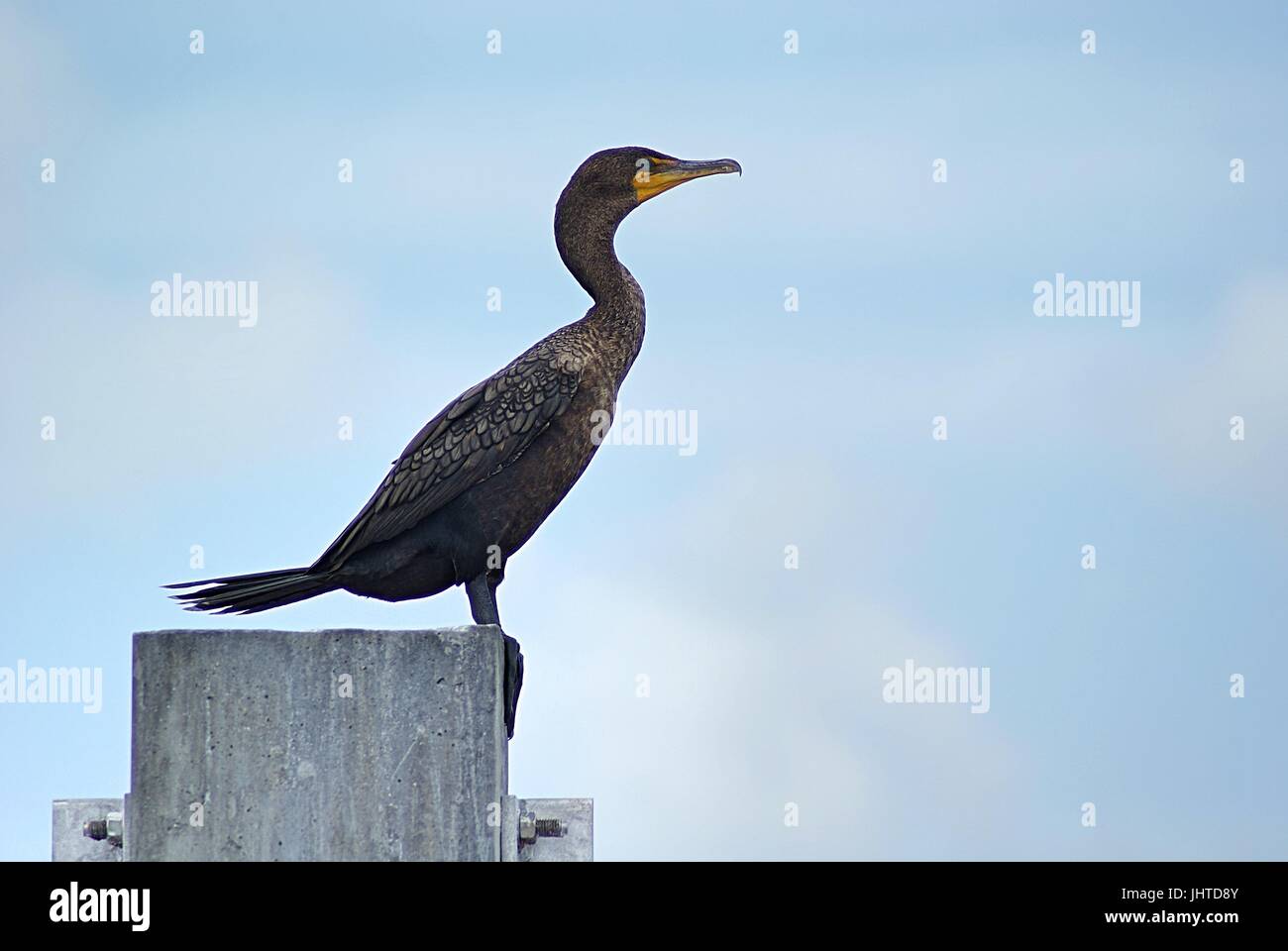 Double crested cormorant hi-res stock photography and images - Alamy