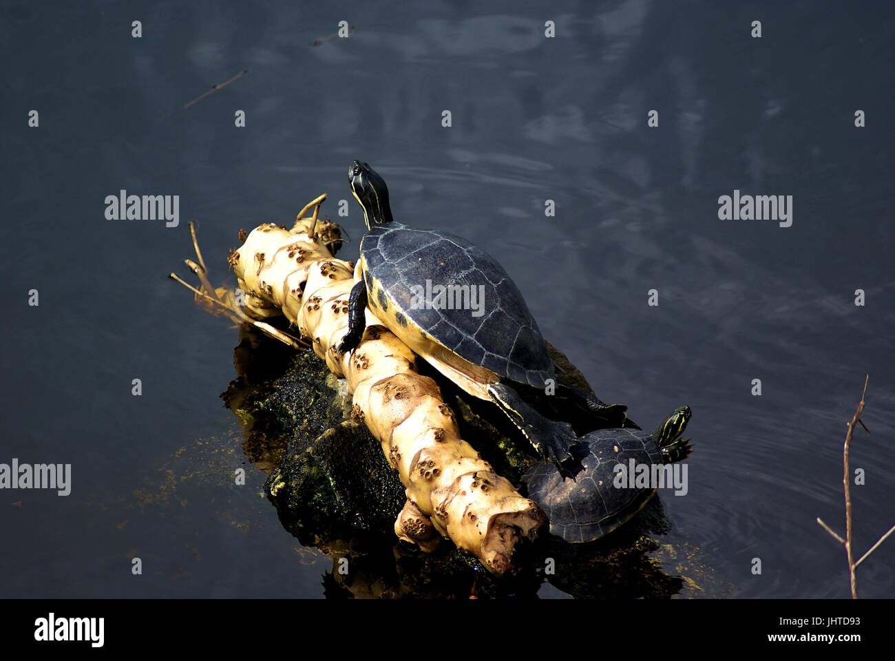 Two Turtles Sunning Stock Photo - Alamy