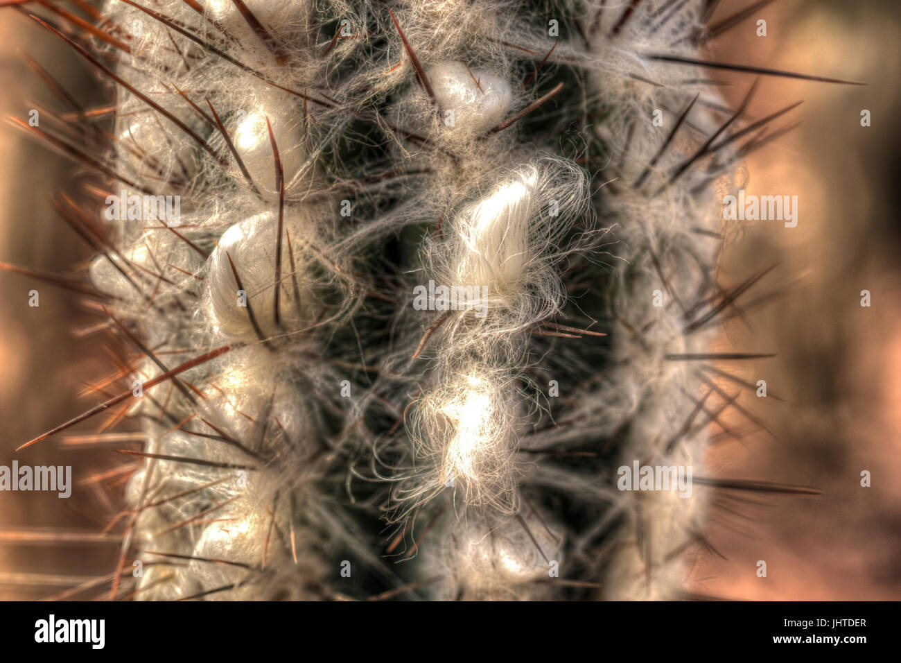 Desierto cactus hi-res stock photography and images - Alamy