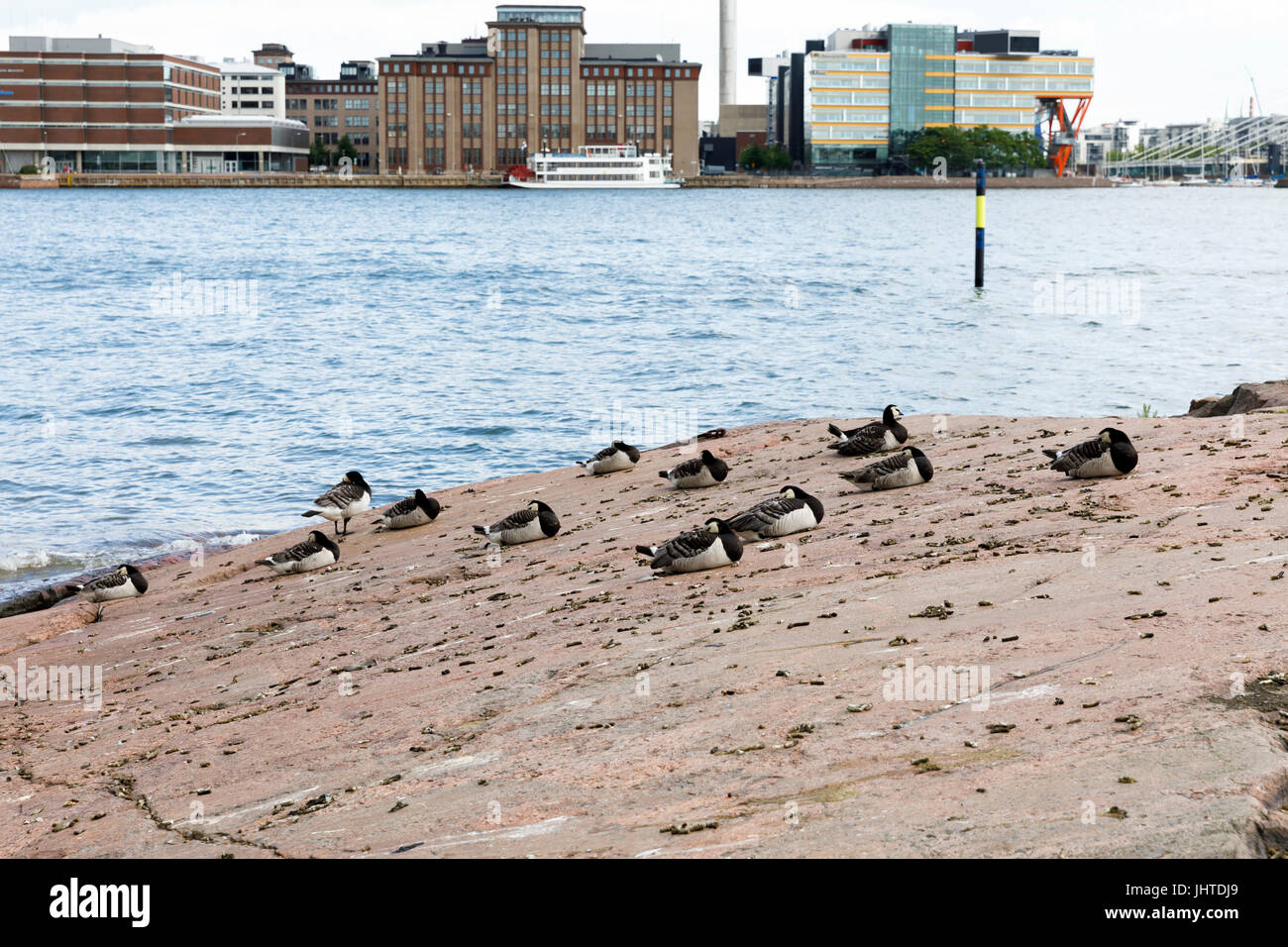 Many barnacle goose birds stand and sit on coast at seashore Stock ...