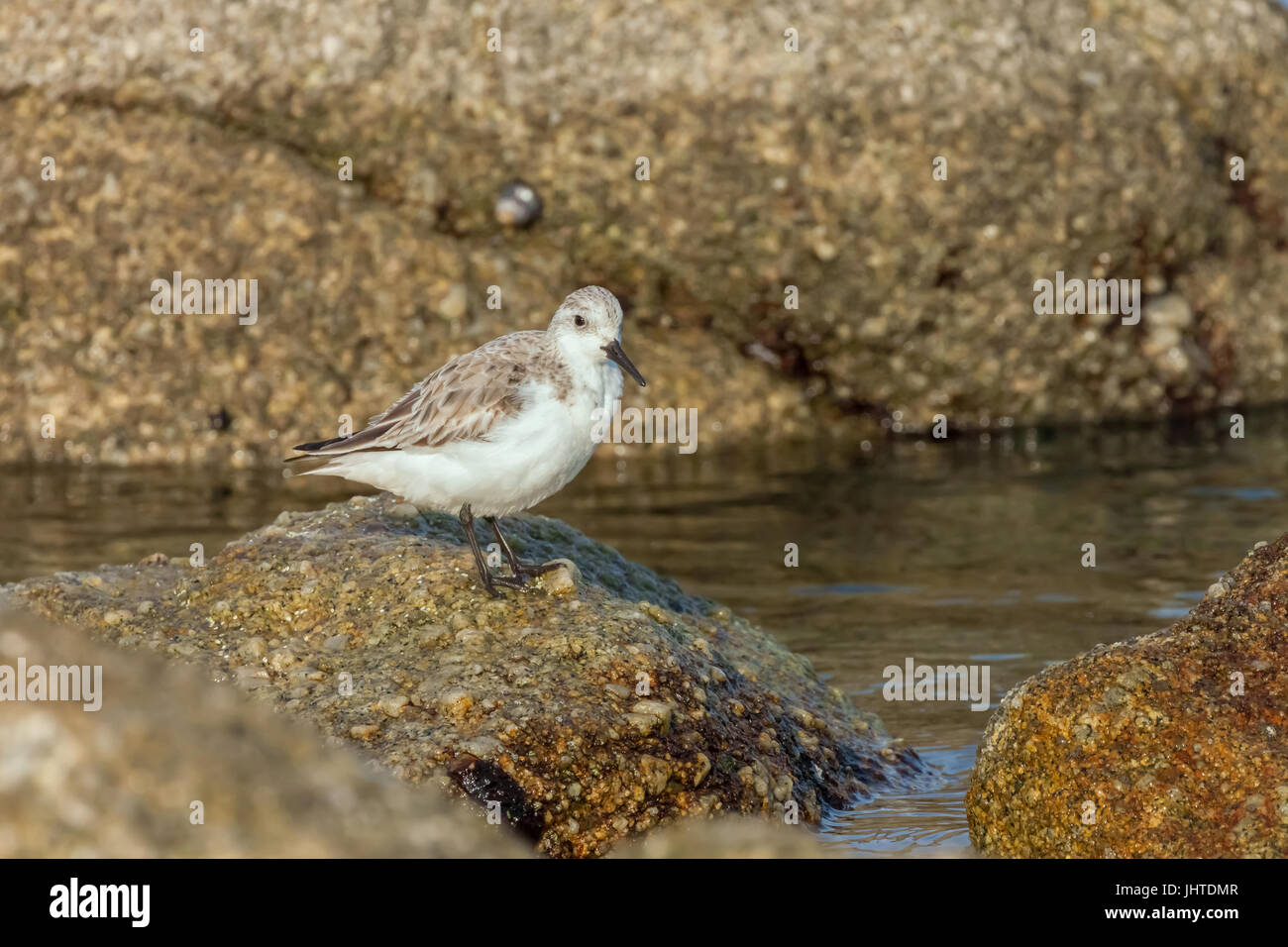 Western sandpipers in Monterey Coast, California, USA Stock Photo - Alamy