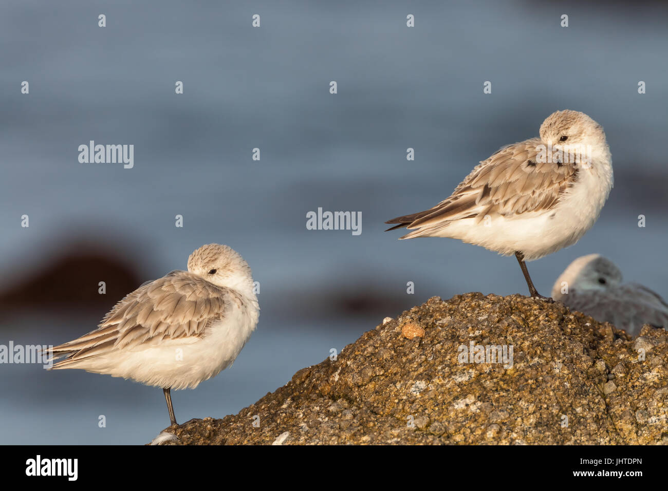 Western sandpipers in Monterey Coast, California, USA Stock Photo - Alamy