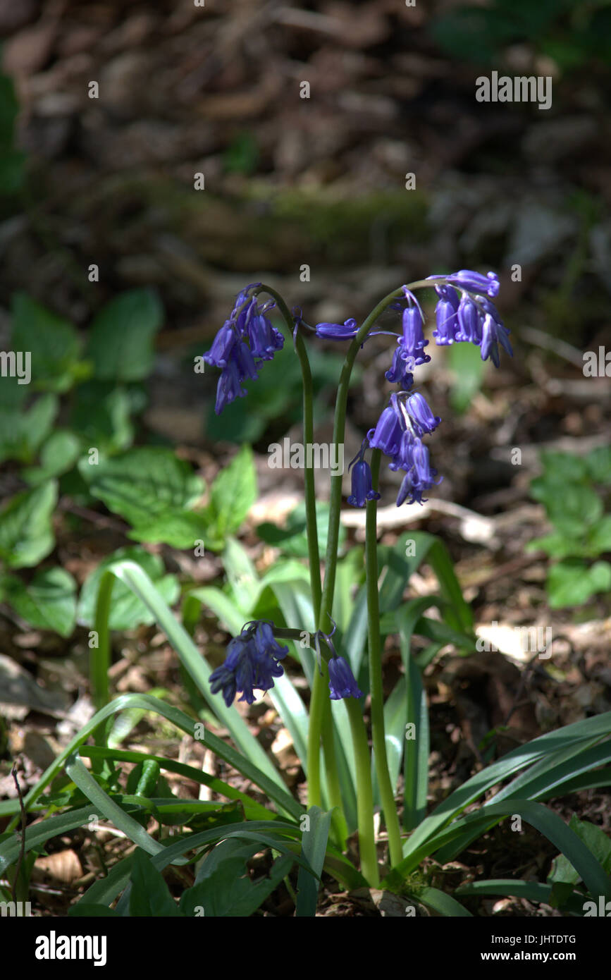 Scottish Bluebell Stock Photos & Scottish Bluebell Stock Images - Alamy